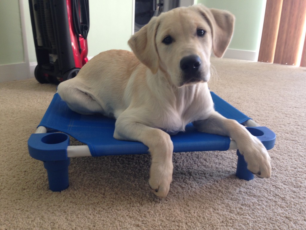 Frederick Puppy Training | Baltimore Leash Aggression Training ...